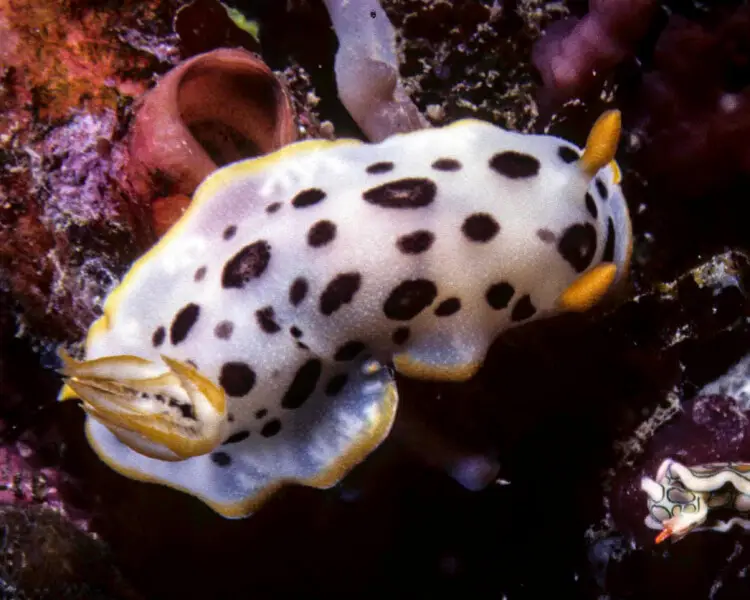 Chromodoris orientalis - Facts, Diet, Habitat & Pictures on Animalia.bio