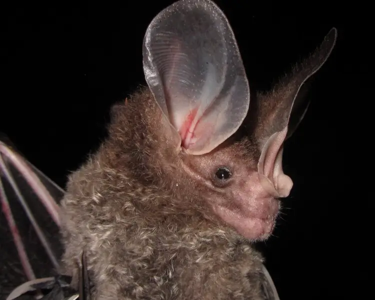 Big-eared woolly bat - Facts, Diet, Habitat & Pictures on Animalia.bio