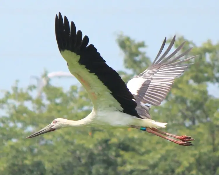 Oriental stork - Facts, Diet, Habitat & Pictures on Animalia.bio