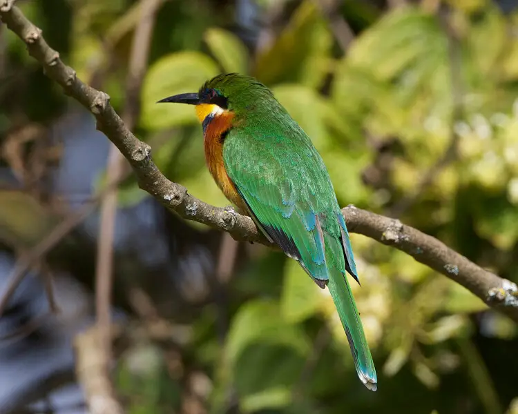 Cinnamon-chested bee-eater - Facts, Diet, Habitat & Pictures on ...