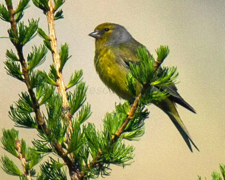 Citril finch - Facts, Diet, Habitat & Pictures on Animalia.bio