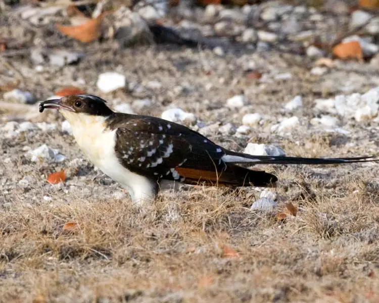 Great spotted cuckoo - Facts, Diet, Habitat & Pictures on Animalia.bio