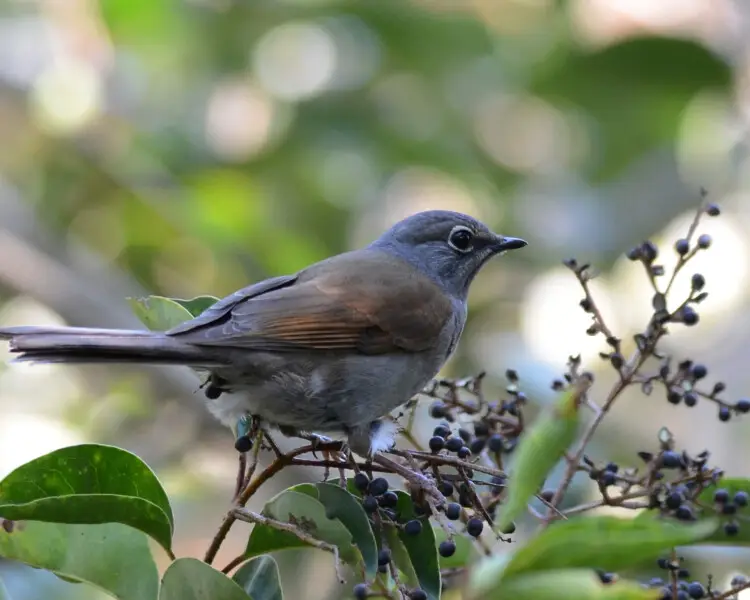 Brown-backed solitaire - Facts, Diet, Habitat & Pictures on Animalia.bio