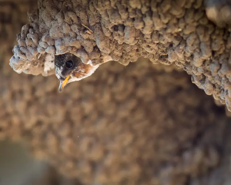 Cliff swallow - Facts, Diet, Habitat & Pictures on Animalia.bio