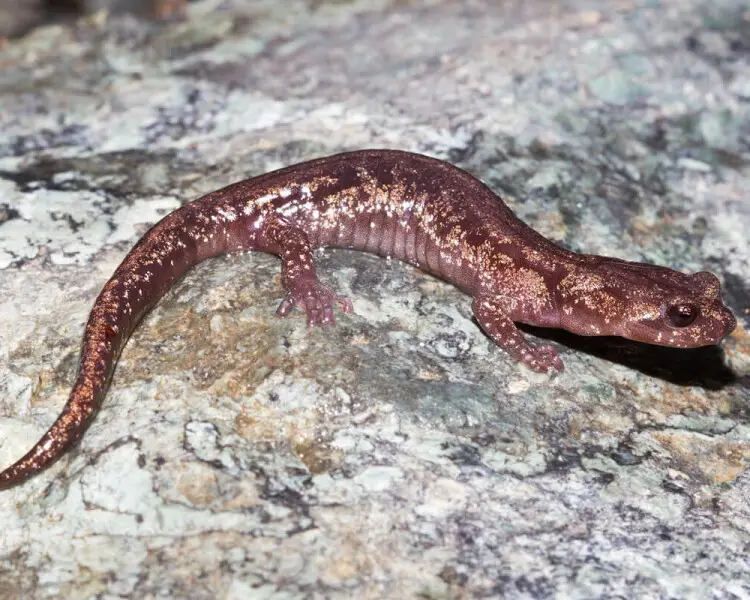 Aneides ferreus - факти, дієта, ареал і фотографії на Animalia.bio