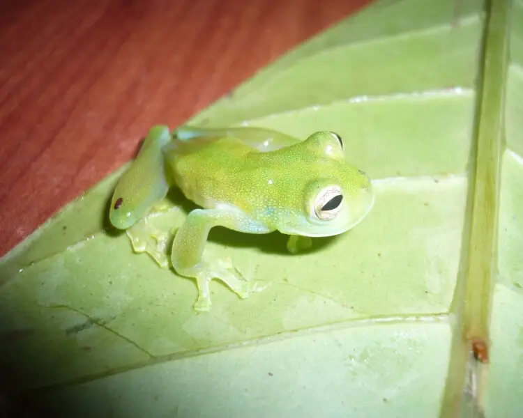 Cochranella nola - Facts, Diet, Habitat & Pictures on Animalia.bio