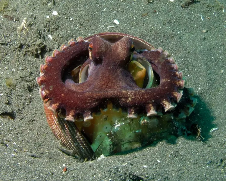 Amphioctopus marginatus - Facts, Diet, Habitat & Pictures on Animalia.bio