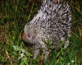 Coendou sanctamartae - факти, дієта, ареал і фотографії на Animalia.bio