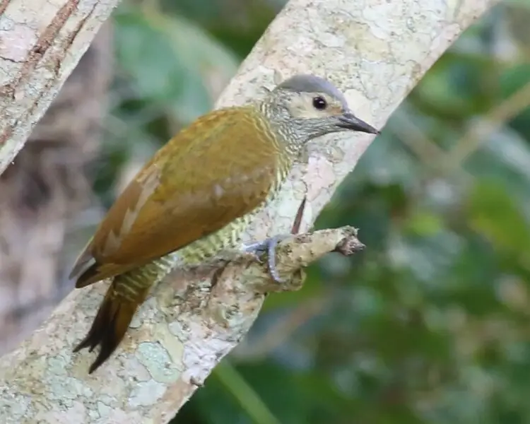 Colaptes auricularis - факти, дієта, ареал і фотографії на Animalia.bio