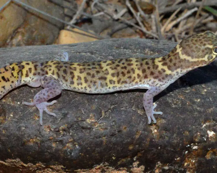 Texas banded gecko - Facts, Diet, Habitat & Pictures on Animalia.bio
