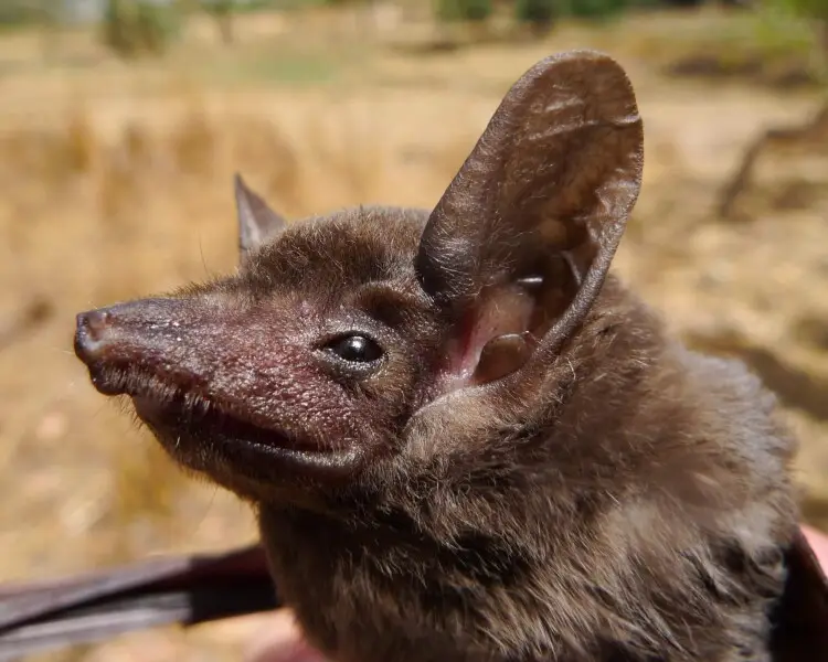 African sheath-tailed bat - Facts, Diet, Habitat & Pictures on Animalia.bio
