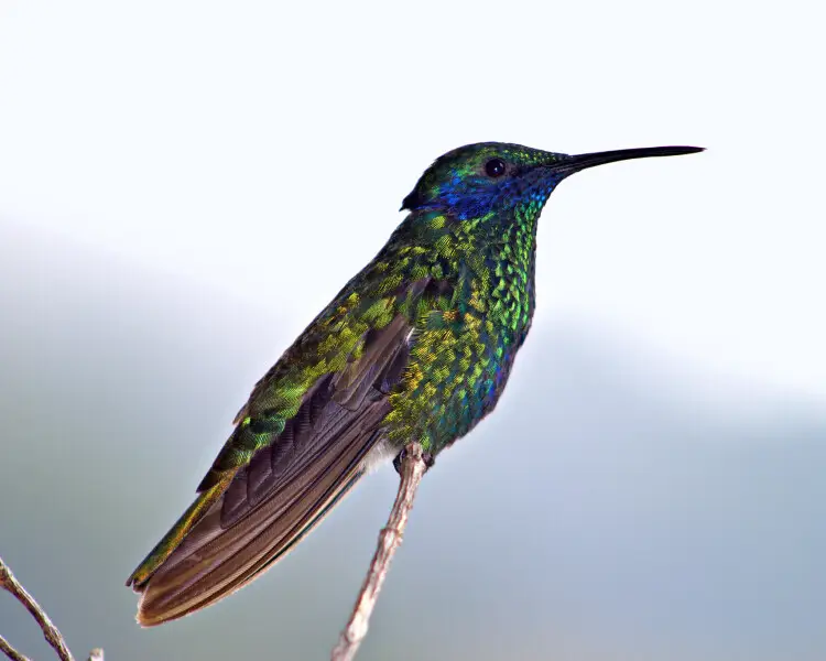 Sparkling violetear - Facts, Diet, Habitat & Pictures on Animalia.bio
