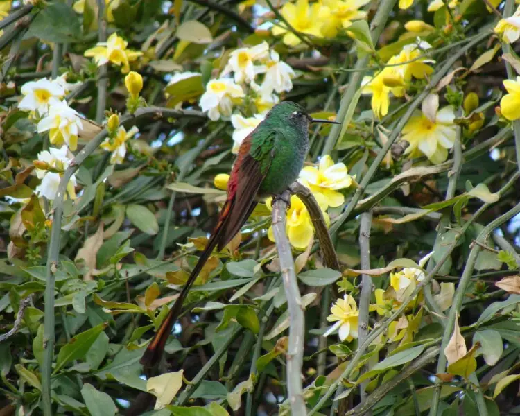 Red-tailed comet - Facts, Diet, Habitat & Pictures on Animalia.bio