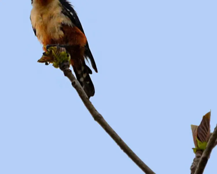 Collared falconet - Facts, Diet, Habitat & Pictures on Animalia.bio