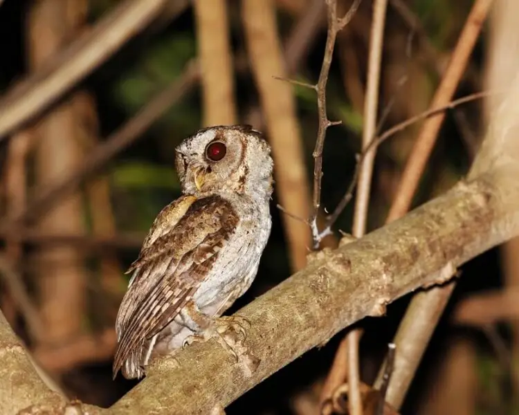 Indian scops owl - Facts, Diet, Habitat & Pictures on Animalia.bio