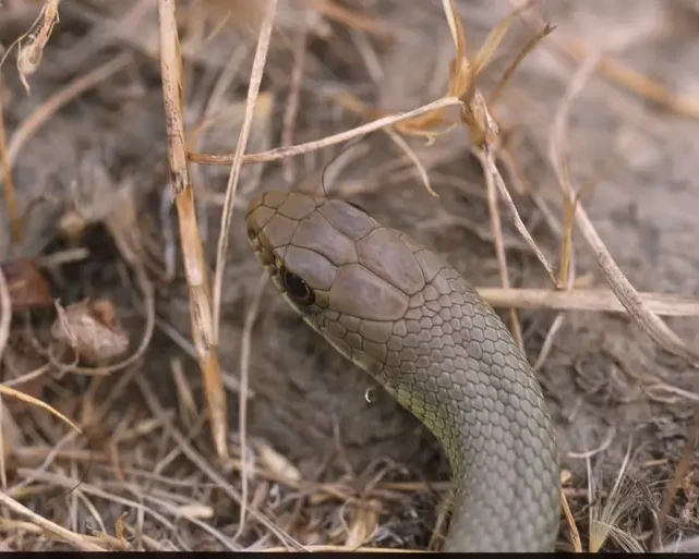 Coluber constrictor etheridgei - Facts, Diet, Habitat & Pictures on ...