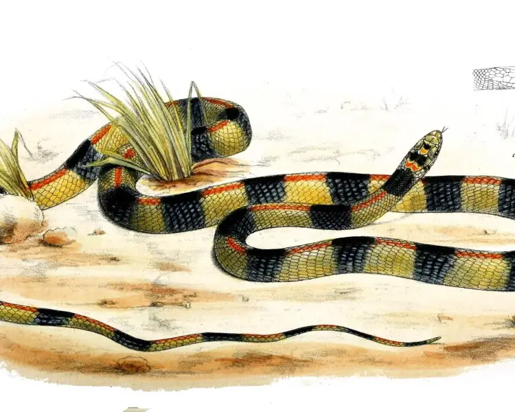 Platyceps elegantissimus - факти, дієта, ареал і фотографії на Animalia.bio