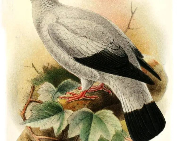 Columba argentina - факти, дієта, ареал і фотографії на Animalia.bio