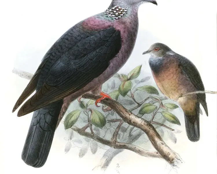 Sri Lanka wood pigeon - Facts, Diet, Habitat & Pictures on Animalia.bio