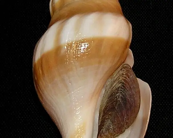 Comitas kaderlyi - факти, дієта, ареал і фотографії на Animalia.bio