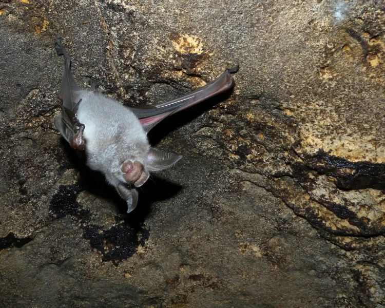 Hipposideros commersoni - факти, дієта, ареал і фотографії на Animalia.bio