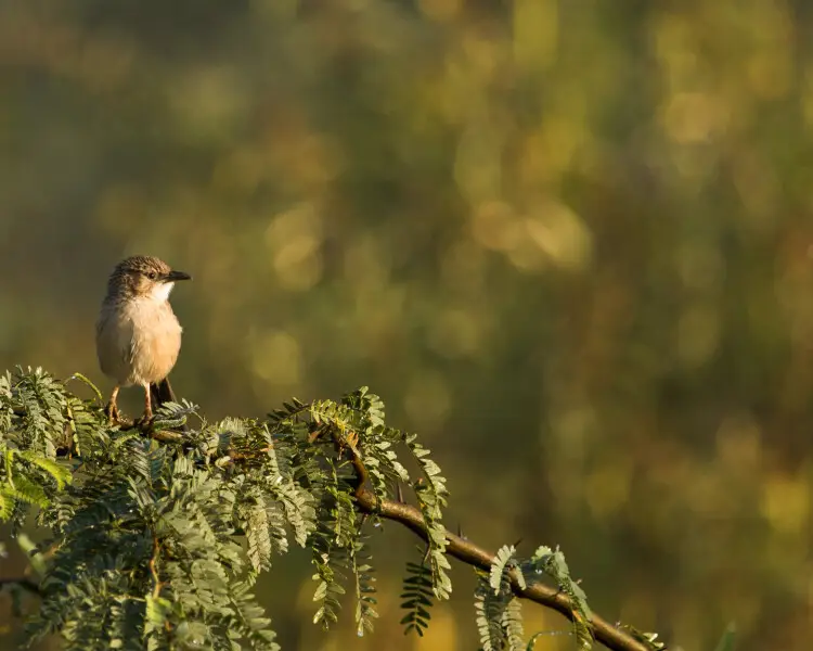 Common babbler - Facts, Diet, Habitat & Pictures on Animalia.bio