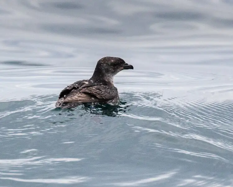 Common diving petrel - Facts, Diet, Habitat & Pictures on Animalia.bio