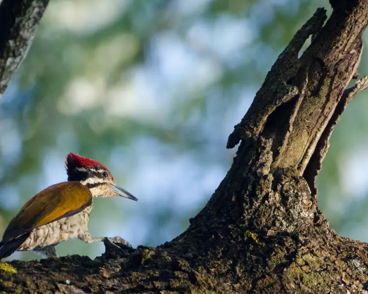 Common flameback - Facts, Diet, Habitat & Pictures on Animalia.bio