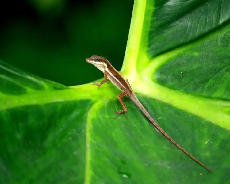 Anolis pulchellus - факти, дієта, ареал і фотографії на Animalia.bio