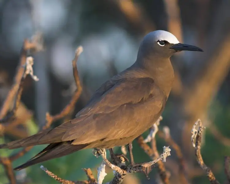 Brown noddy - Facts, Diet, Habitat & Pictures on Animalia.bio