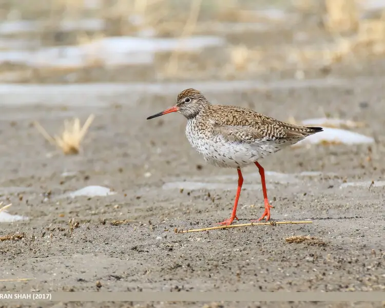 Common redshank - Facts, Diet, Habitat & Pictures on Animalia.bio