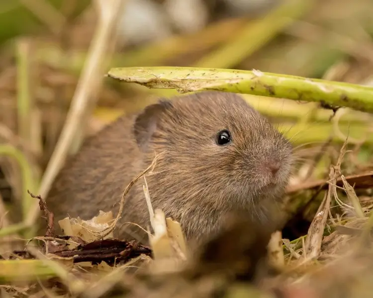 Common Vole - Facts, Diet, Habitat & Pictures on Animalia.bio