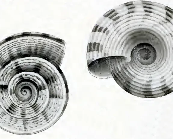 Conotalopia henniana - Facts, Diet, Habitat & Pictures on Animalia.bio