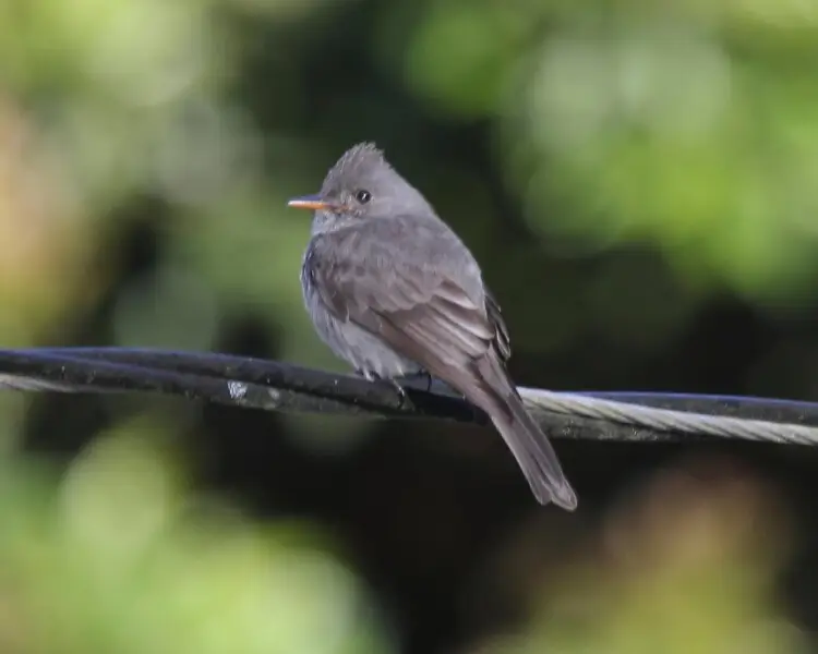 Dark pewee - Facts, Diet, Habitat & Pictures on Animalia.bio