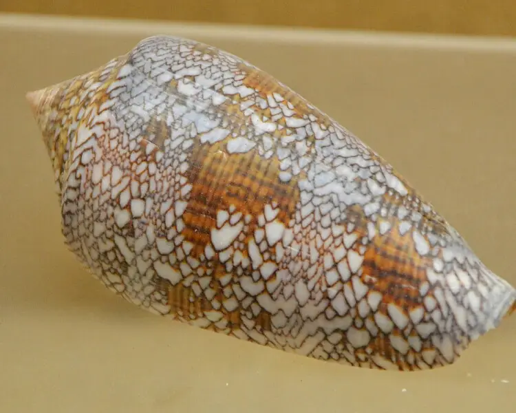 Conus abbas - факти, дієта, ареал і фотографії на Animalia.bio