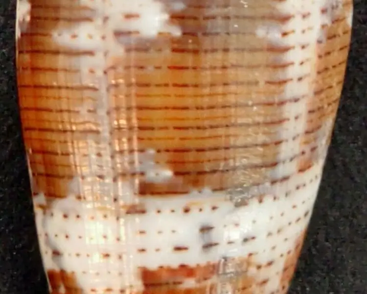 Conus achatinus - факти, дієта, ареал і фотографії на Animalia.bio