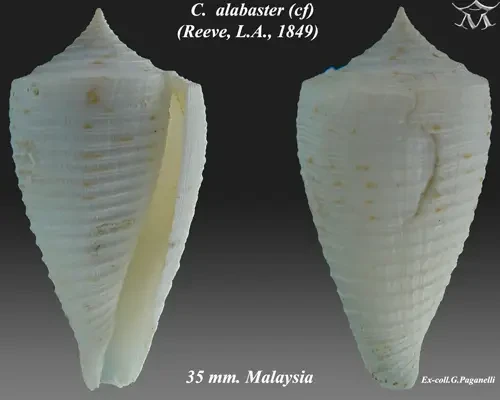 Conus alabaster - факти, дієта, ареал і фотографії на Animalia.bio
