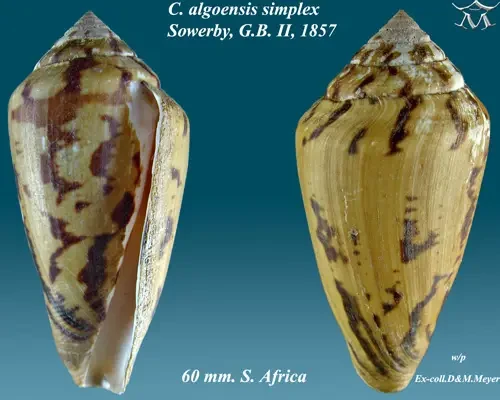 Conus algoensis - факти, дієта, ареал і фотографії на Animalia.bio