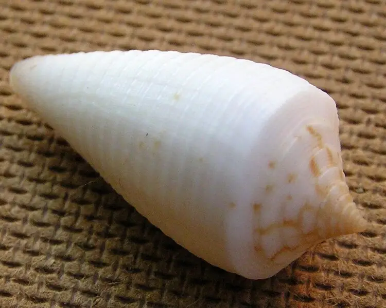Conus asiaticus - Facts, Diet, Habitat & Pictures on Animalia.bio