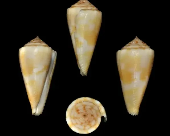 Conus aureonimbosus - факти, дієта, ареал і фотографії на Animalia.bio