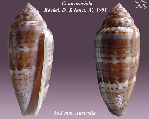 Conus austroviola - факти, дієта, ареал і фотографії на Animalia.bio