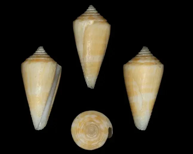 Conus bayeri - факти, дієта, ареал і фотографії на Animalia.bio