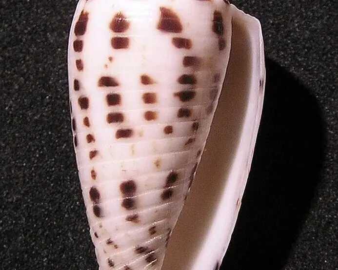 Conus blanfordianus - факти, дієта, ареал і фотографії на Animalia.bio