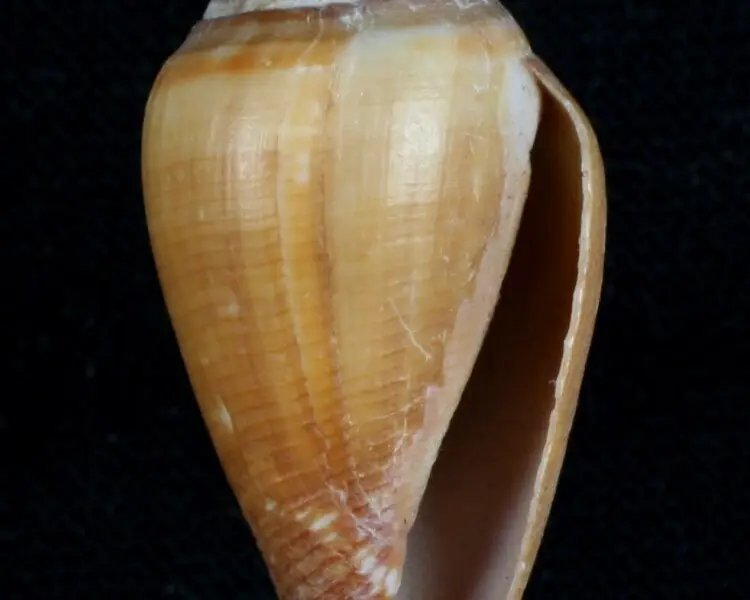 Californiconus californicus - Facts, Diet, Habitat & Pictures on ...