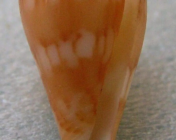 Conus capitanellus - факти, дієта, ареал і фотографії на Animalia.bio