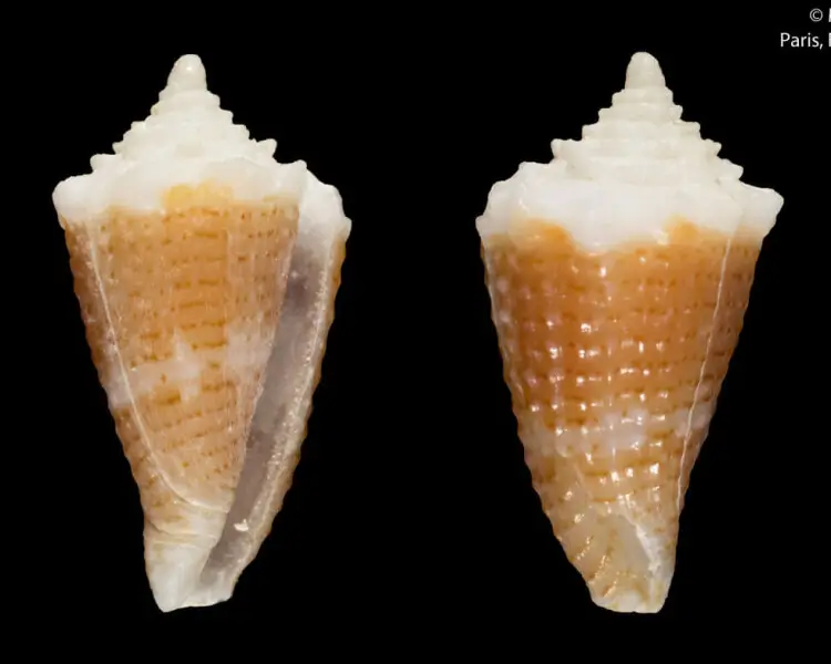 Conus chiangi - Facts, Diet, Habitat & Pictures on Animalia.bio
