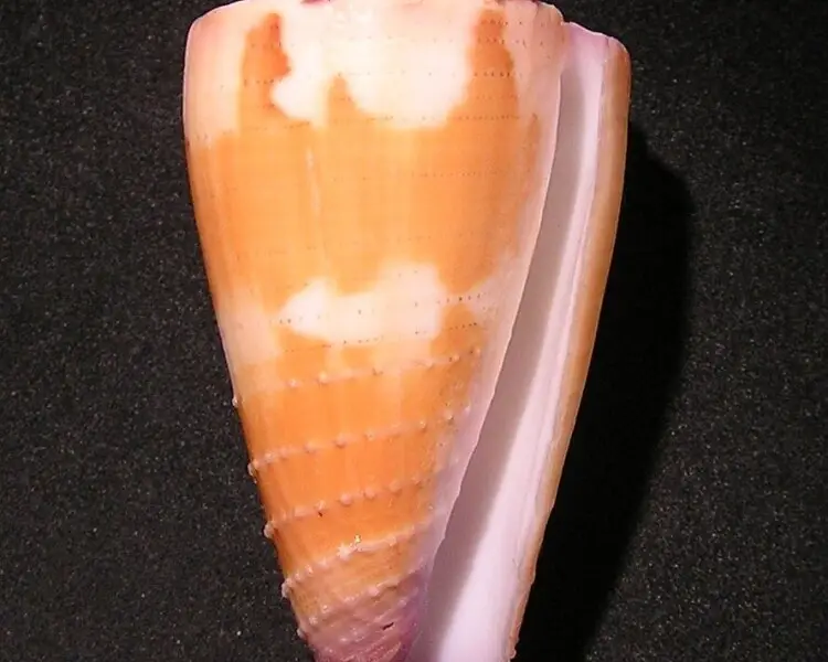 Conus circumactus - Facts, Diet, Habitat & Pictures on Animalia.bio