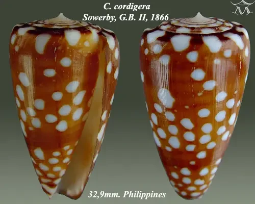 Conus cordigera - факти, дієта, ареал і фотографії на Animalia.bio