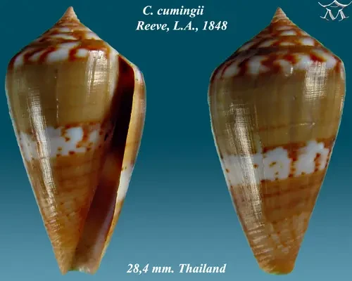 Conus cumingii - Fatti, dieta, habitat e immagini su Animalia.bio