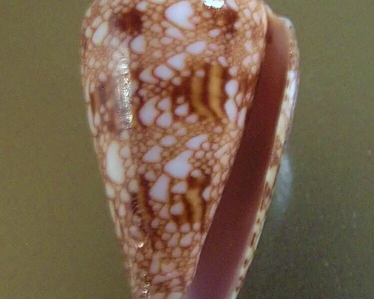Conus dalli - факти, дієта, ареал і фотографії на Animalia.bio